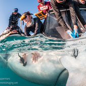 Scientists at work: Uncovering the mystery of when and where sharks ...