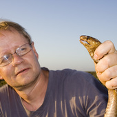 New insights into how southern African pythons look after their babies