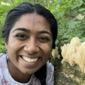 The golden oyster mushroom craze unleashed an invasive species – and a ...