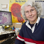 Hope for Hendra virus vaccination … but not this year